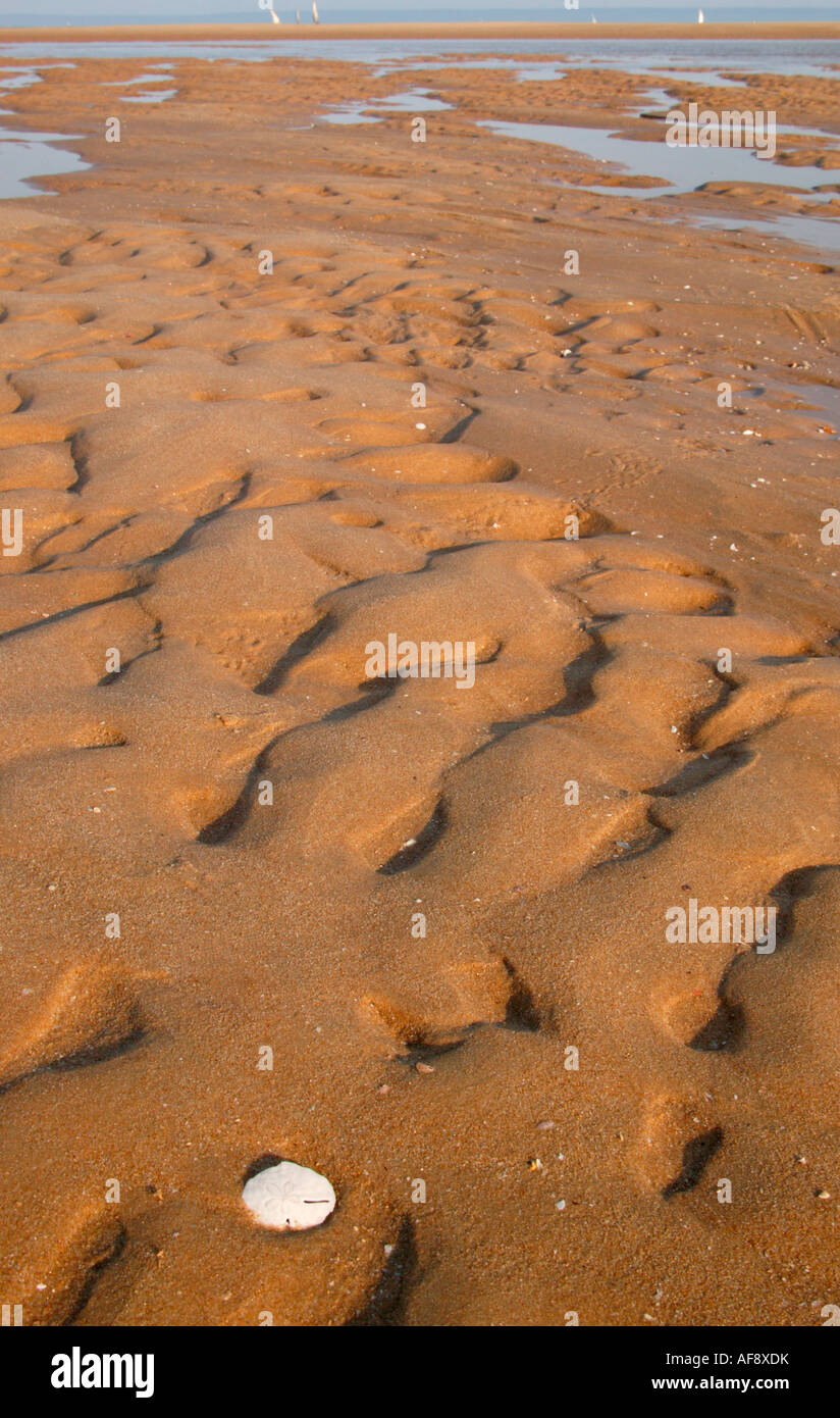 Beach sand with a single sand dollar (pansy shell) and dhows sailing in ...