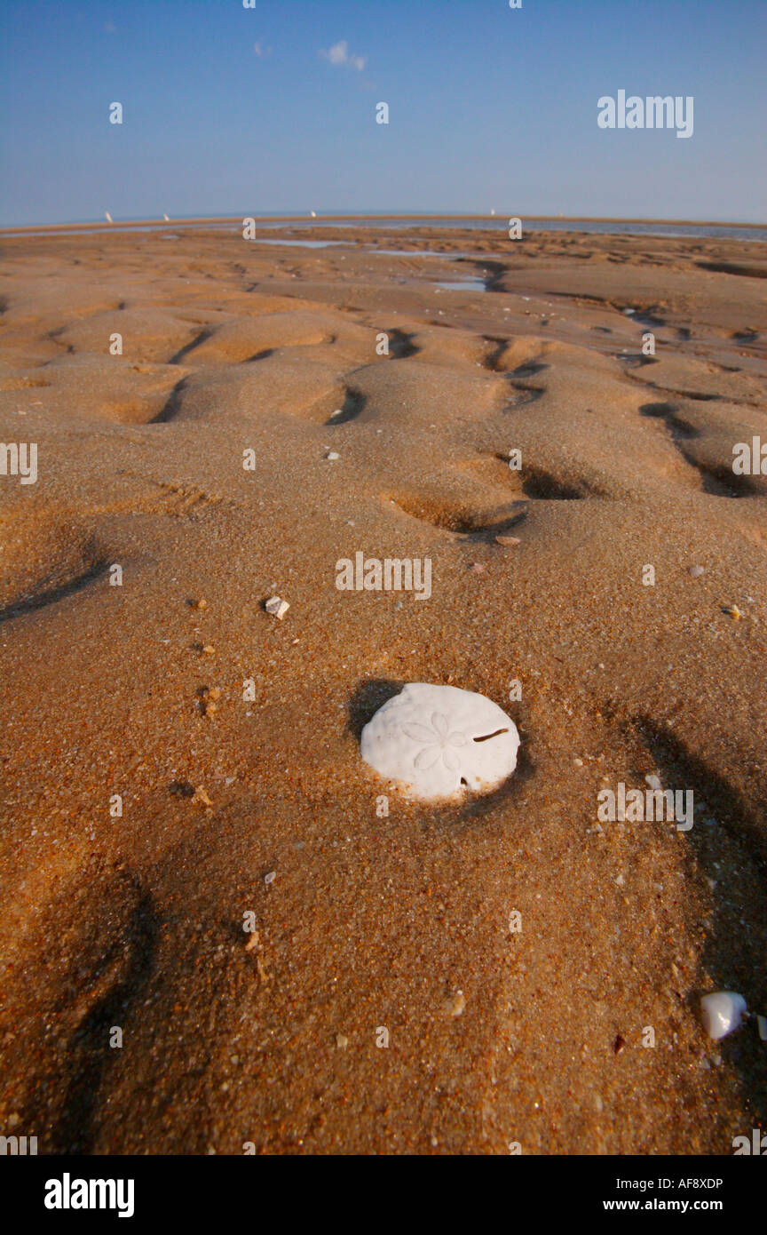 A white pansy shell on a vast expanse of golden brown beach, with white ...