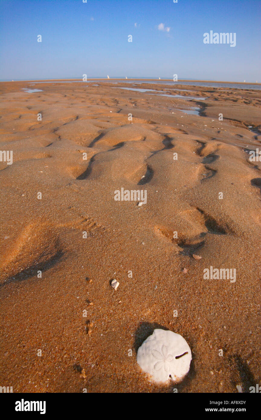 A white pansy shell on a vast expanse of golden brown beach, with white ...