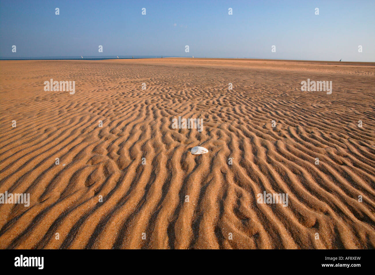 A white pansy shell on a vast expanse of golden brown beach, with white ...