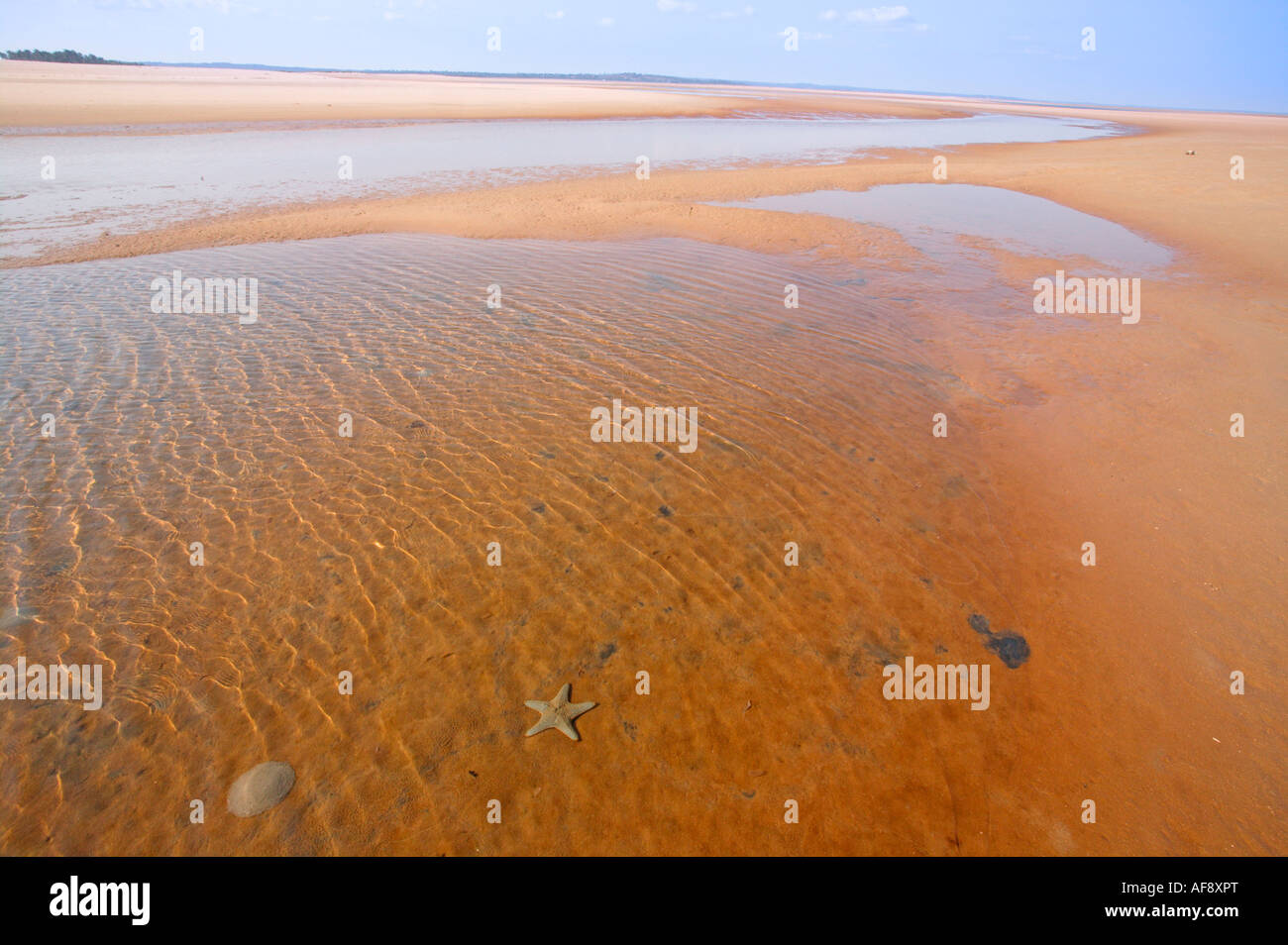 Shallow estuarine water with a star fish and a wide view over an ...