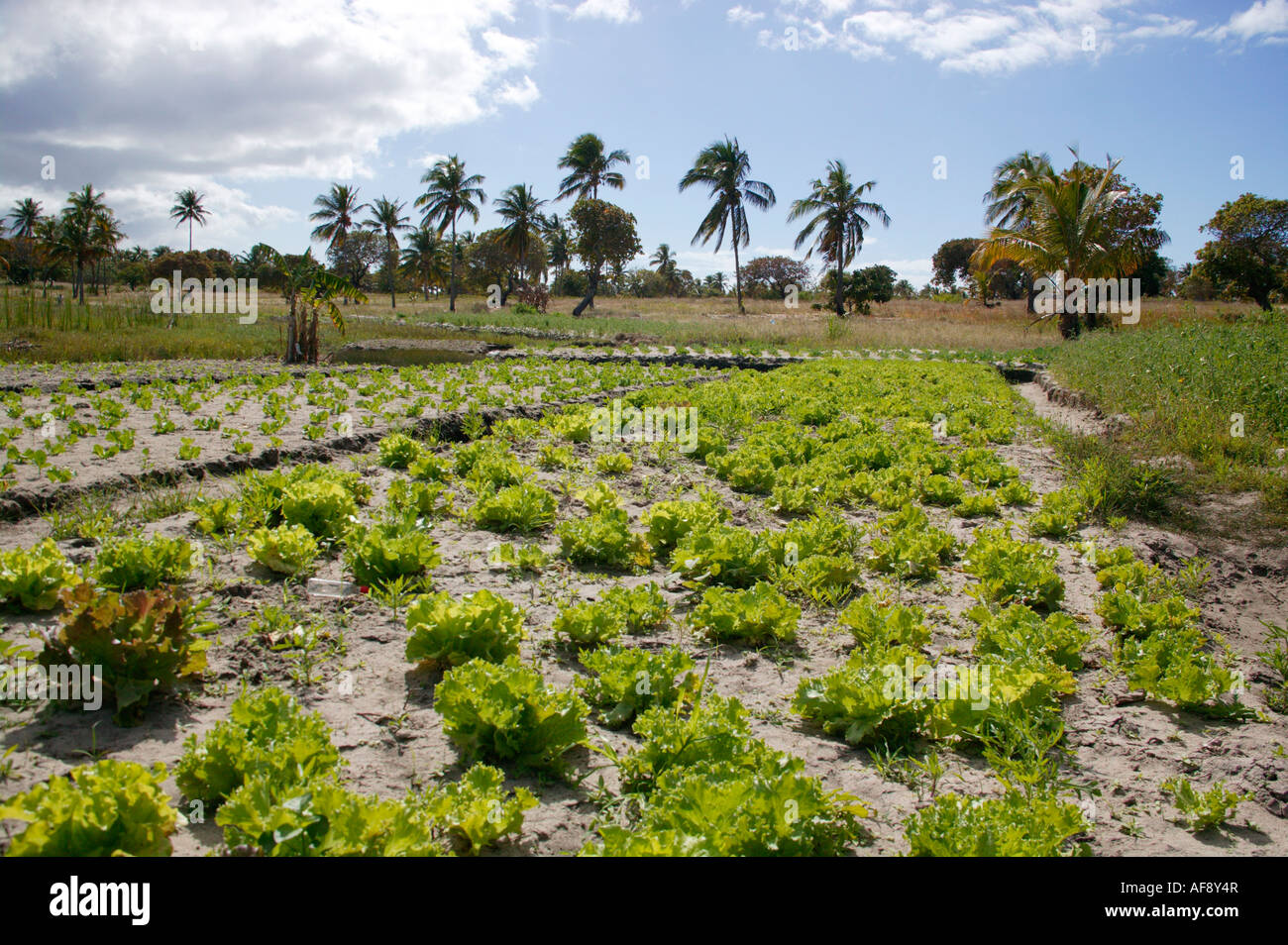 Intensive Subsistence Agriculture