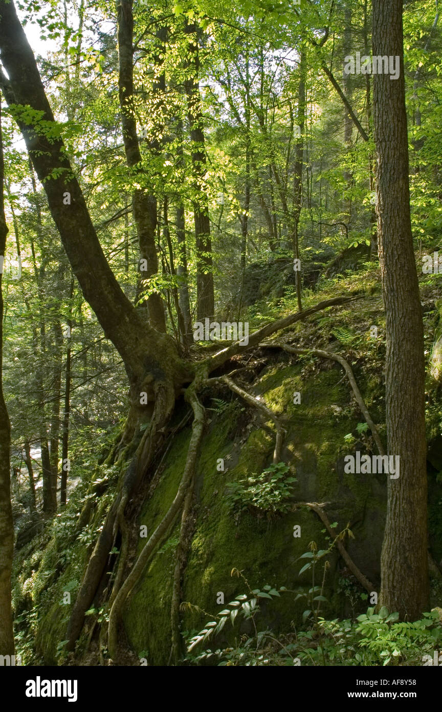 Tree Roots Growing Over Around Rock Great Smoky Mtns National Park TN ...
