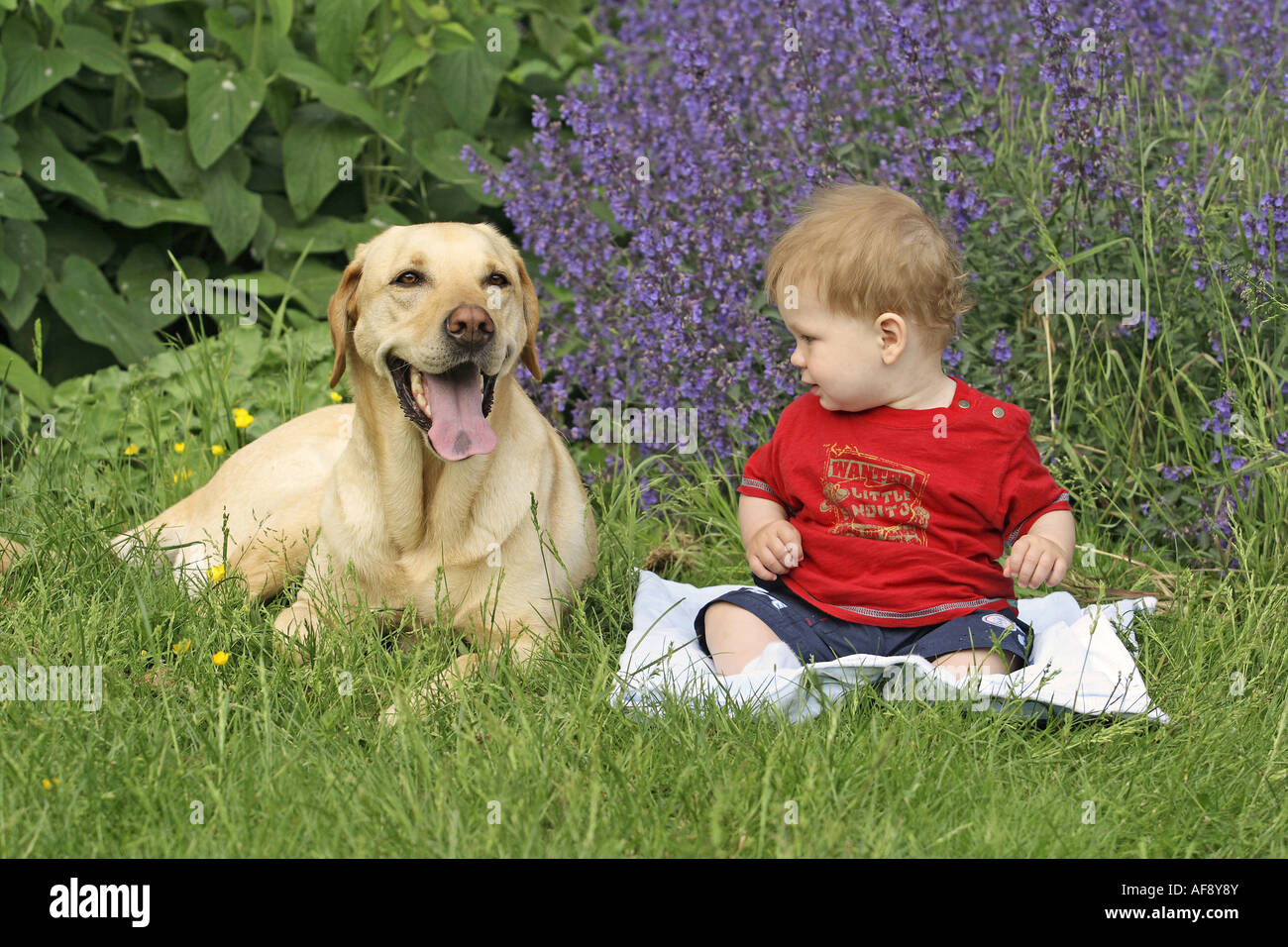 Labrador Retriever and boy on meadow Stock Photo - Alamy
