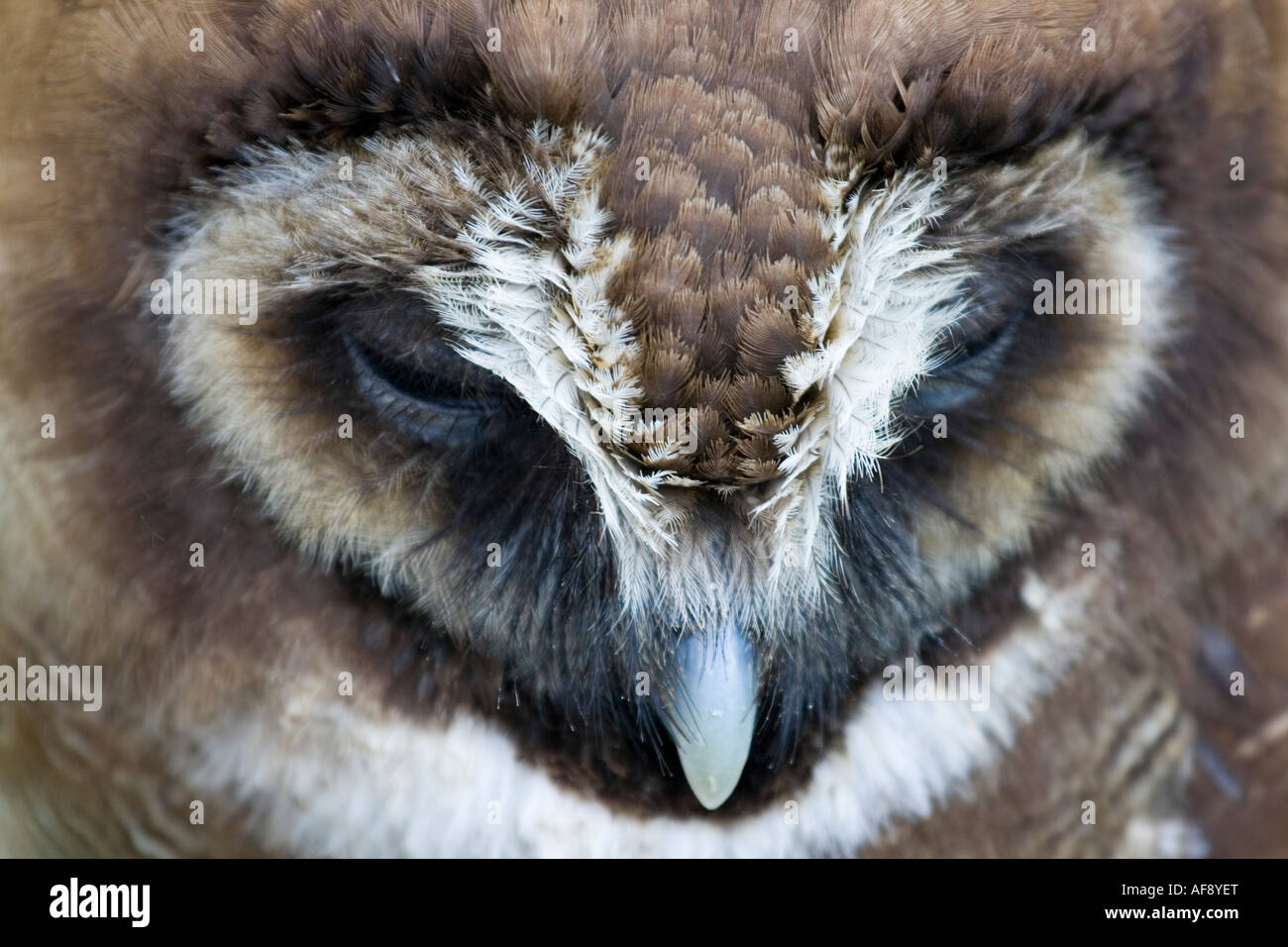 Brown Wood Owl Stock Photo - Alamy