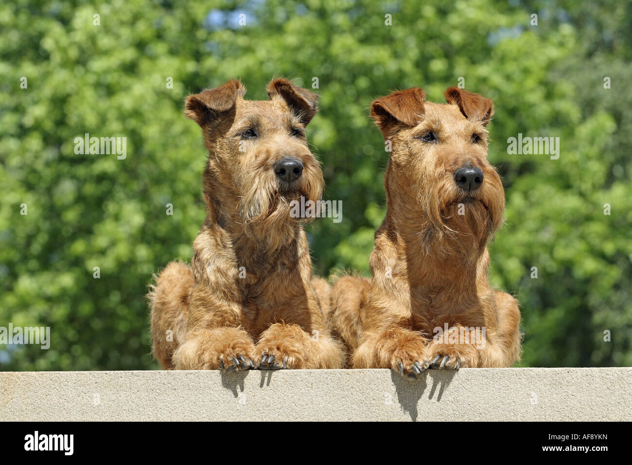 two Irish Terriers - lying Stock Photo - Alamy