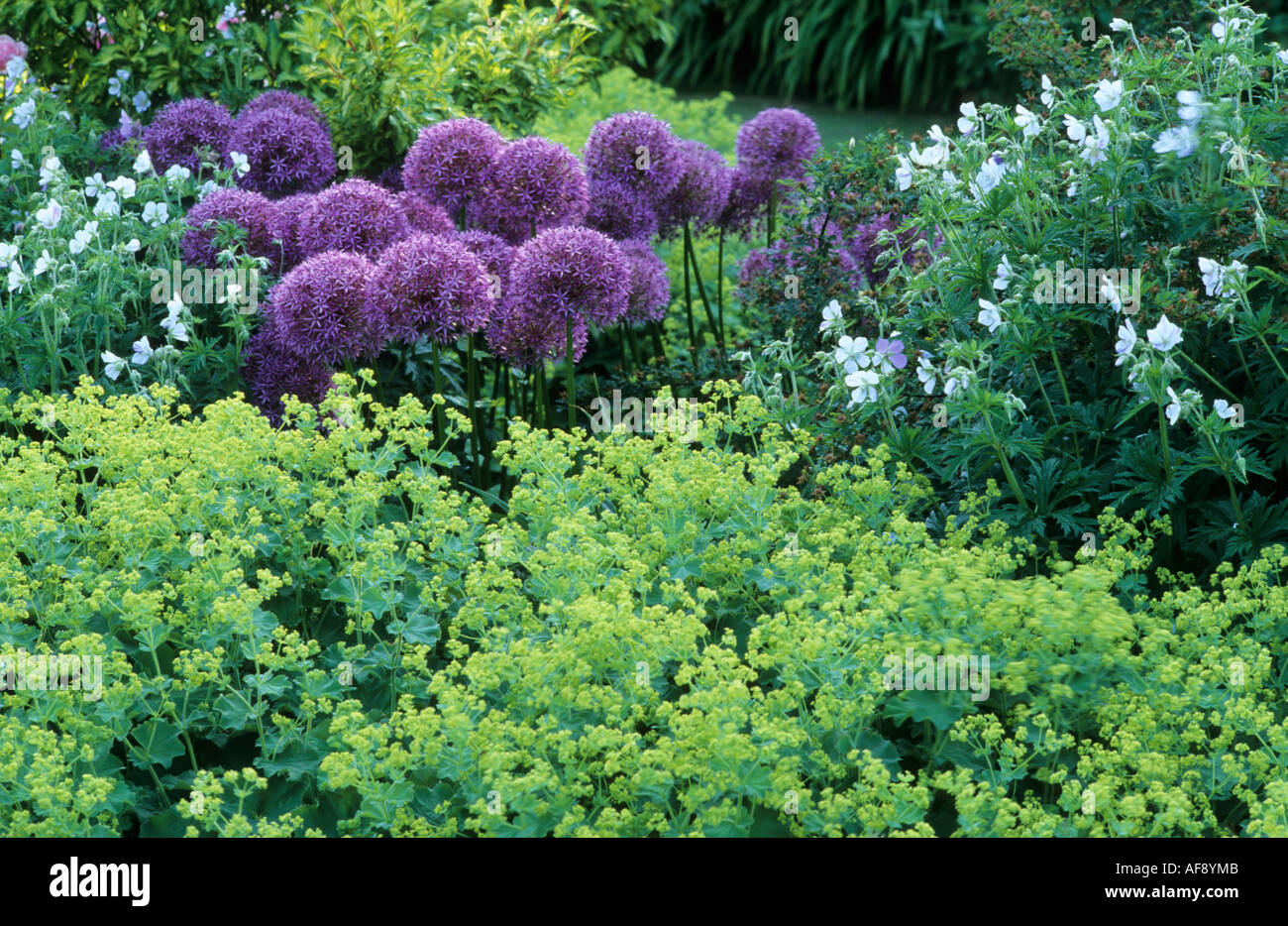 Allium and alchemilla mollis hi-res stock photography and images - Alamy