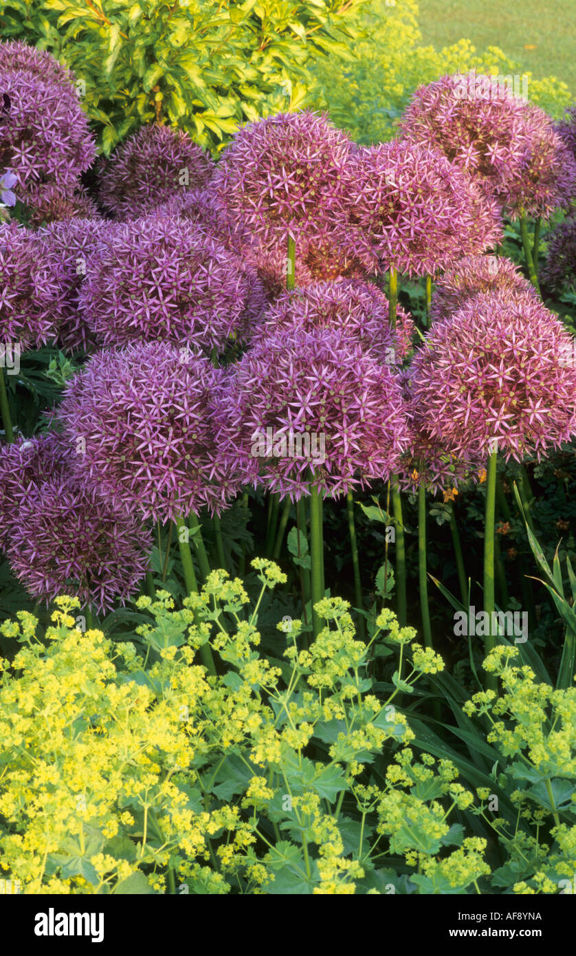 Allium cristophii, Alchemilla mollis, round purple flower, onion ...