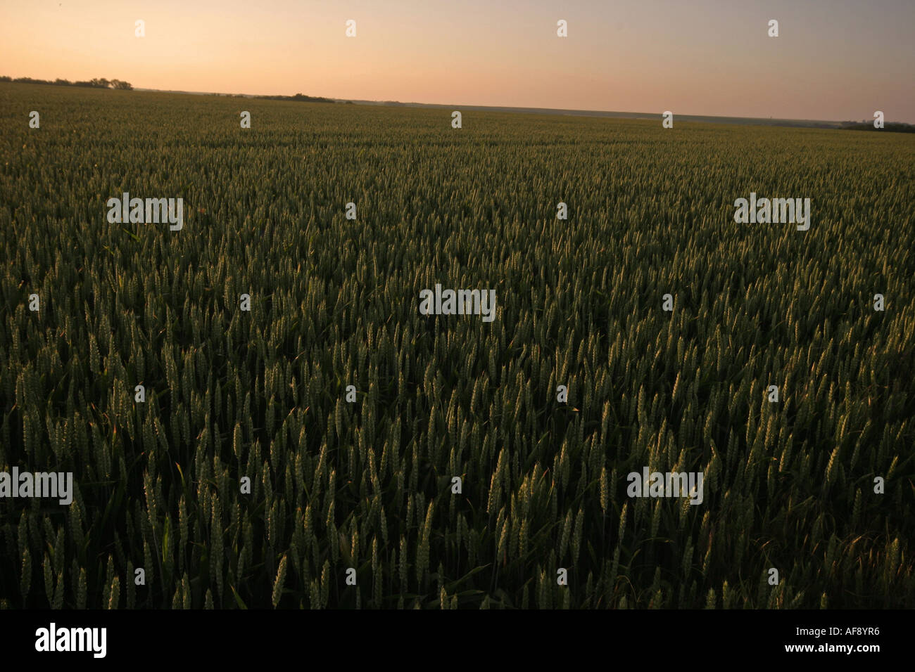 Intensive color fields hi-res stock photography and images - Alamy