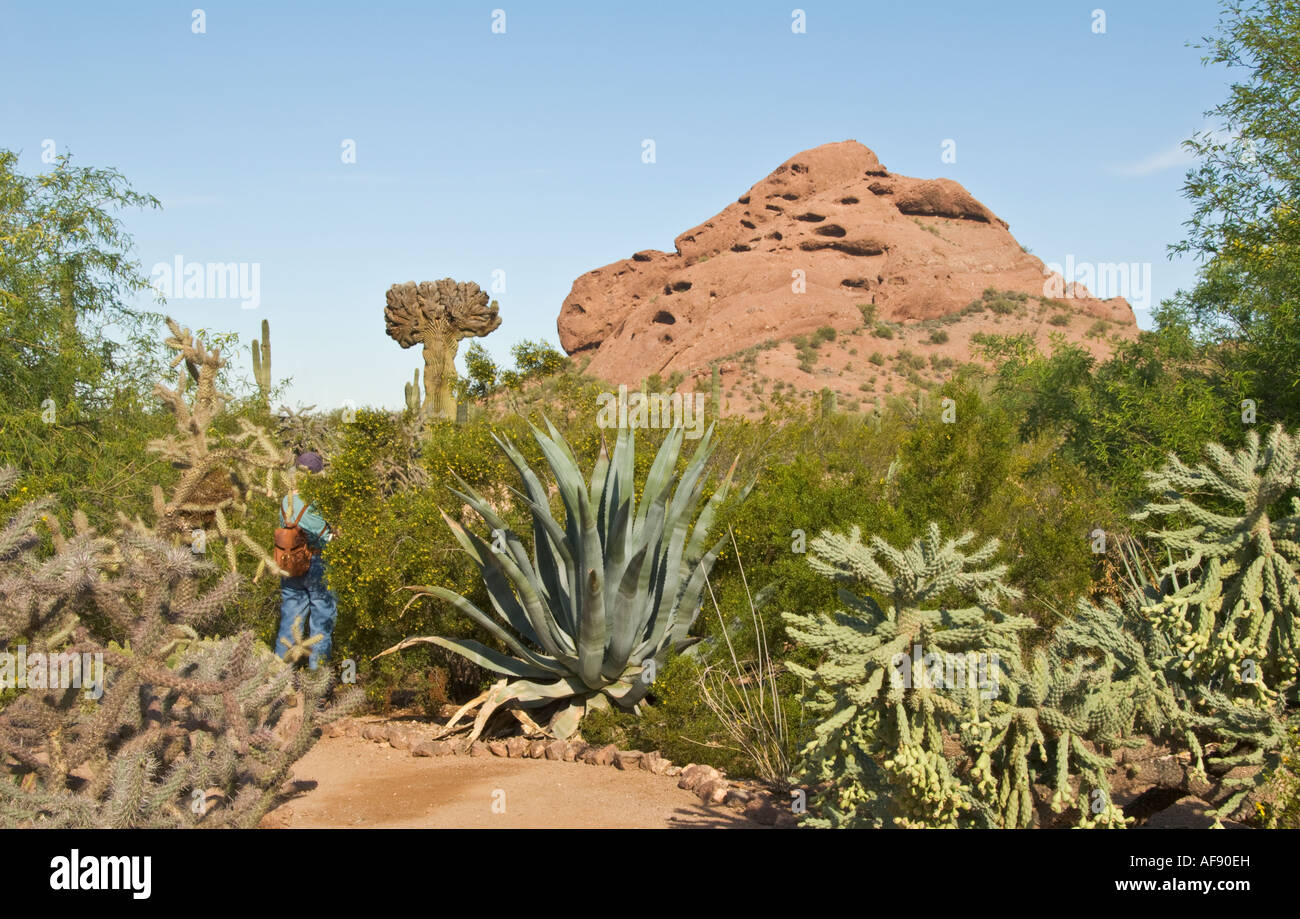 Cactus phoenix botanical garden arizona hi-res stock photography and ...