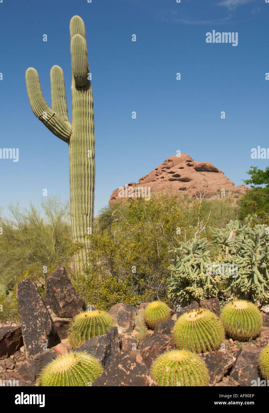 Cactus phoenix botanical garden arizona hi-res stock photography and ...