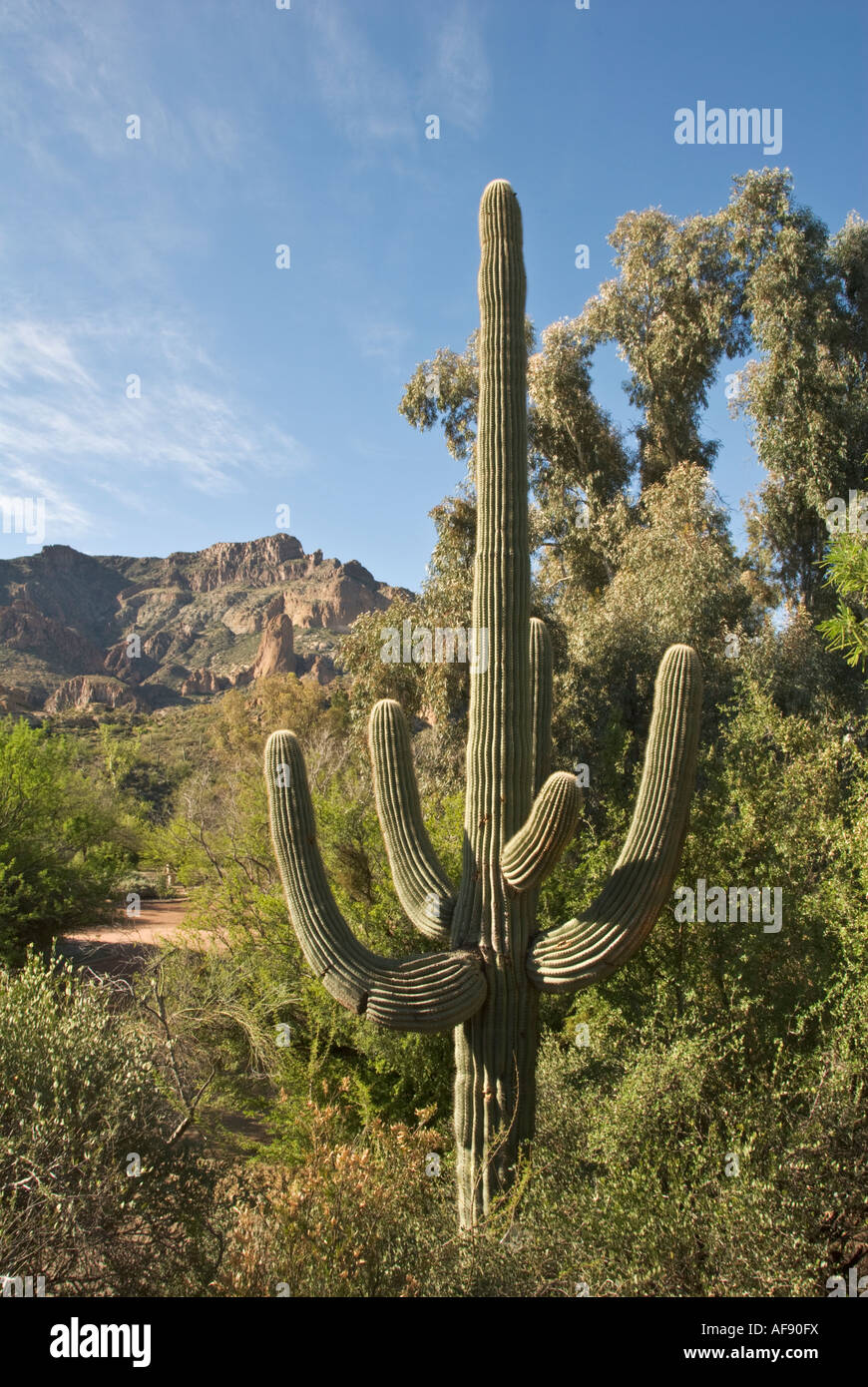 Arizona Superior Boyce Thompson Arboretum Stock Photo - Alamy