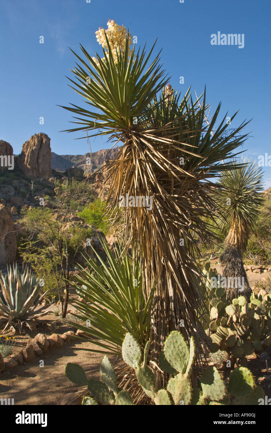 Arizona Superior Boyce Thompson Arboretum Stock Photo - Alamy
