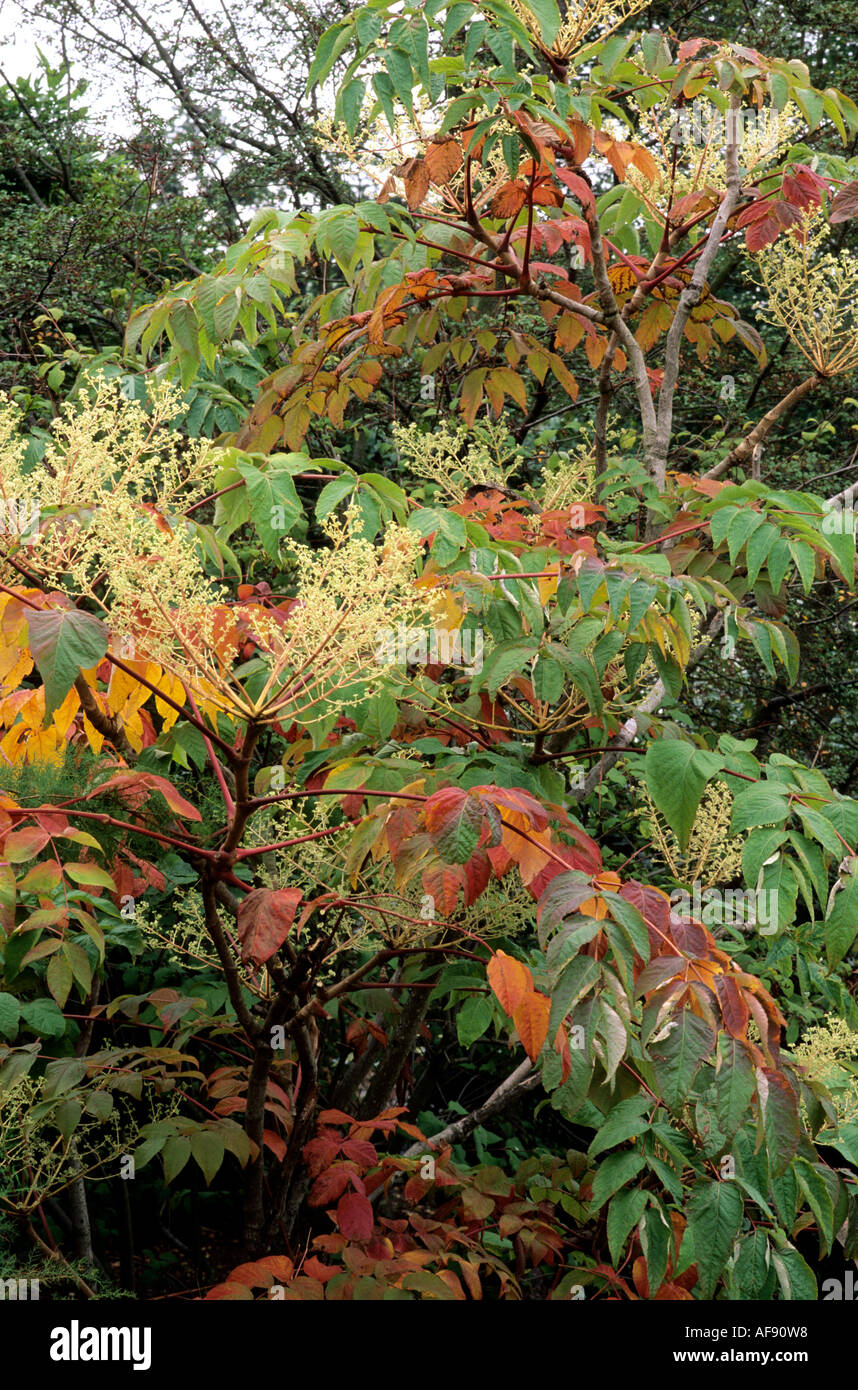 Japanese angelica tree hi-res stock photography and images - Alamy