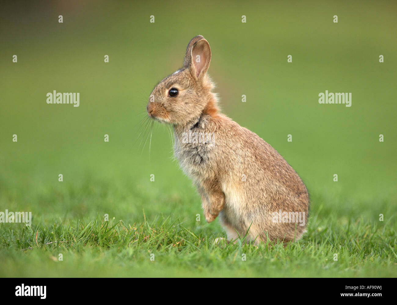 European Rabbit (Oryctolagus cuniculus Stock Photo - Alamy