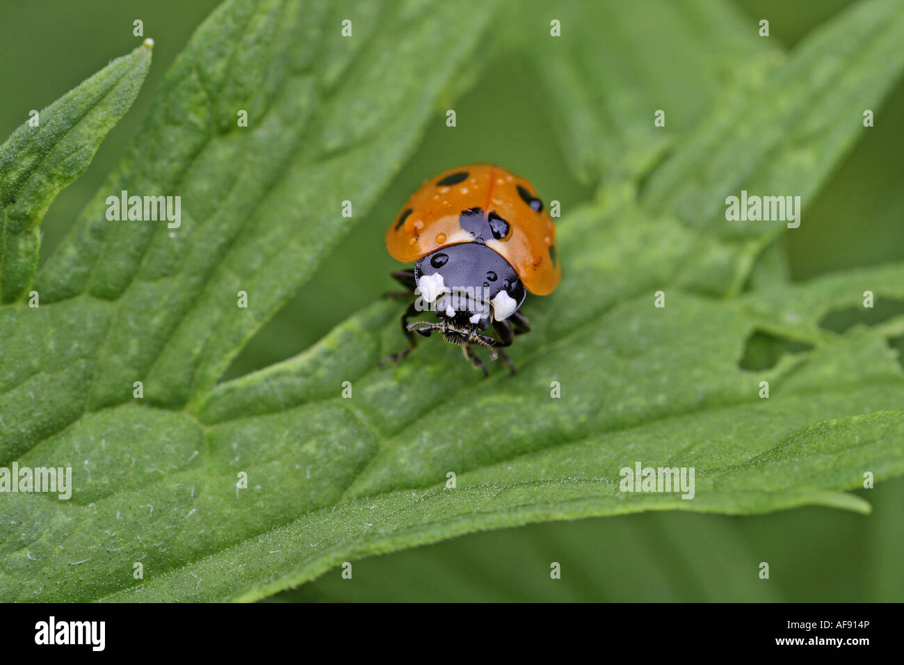 sevens-spot ladybug on leaf / Coccinella septempunctata Stock Photo - Alamy