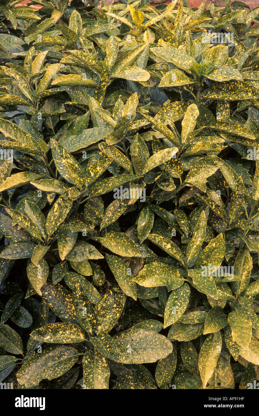 Syn a j variegata hi-res stock photography and images - Alamy