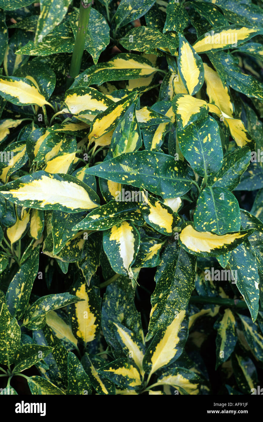 Picturata High Resolution Stock Photography and Images - Alamy