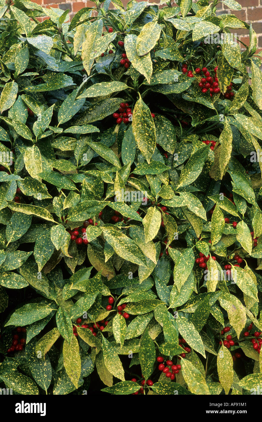 Aucuba japonica Variegata Stock Photo - Alamy