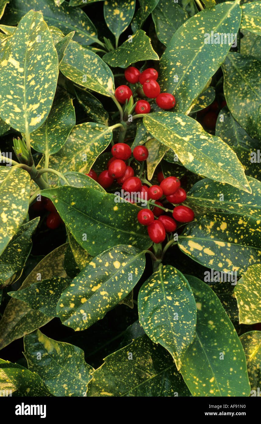 Aucuba japonica Variegata Stock Photo - Alamy