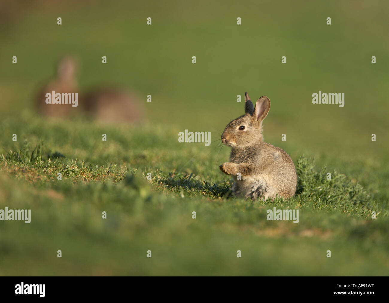 European Rabbit (Oryctolagus cuniculus Stock Photo - Alamy