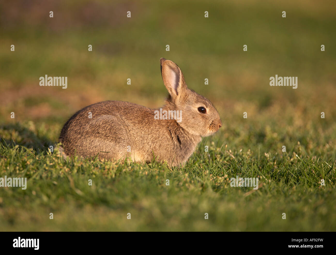 European Rabbit (Oryctolagus cuniculus Stock Photo - Alamy
