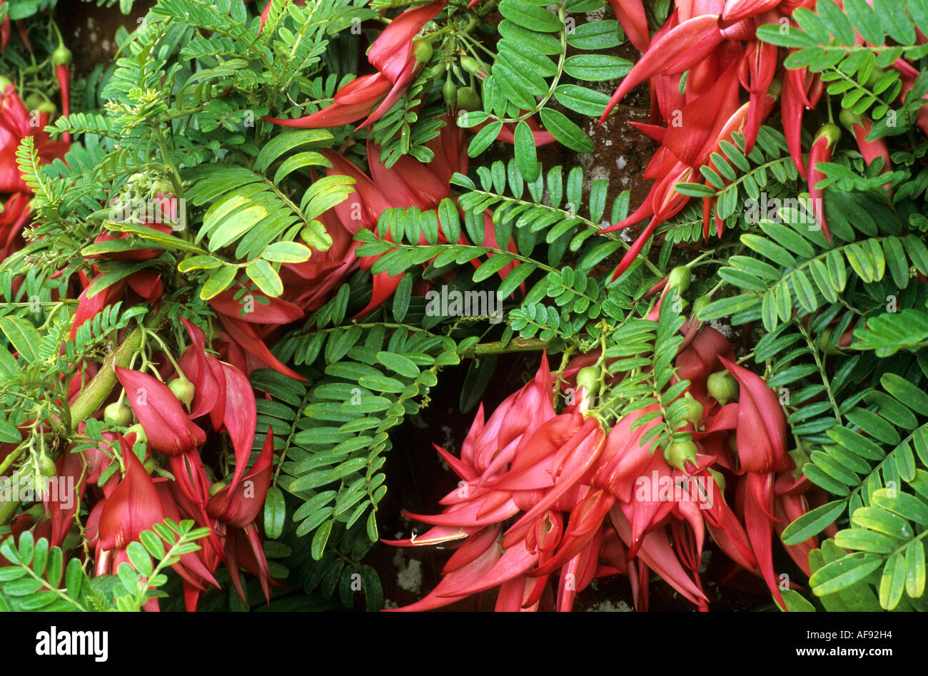 Clianthus puniceus, red flowers and foliage, Parrot's Bill Stock Photo ...