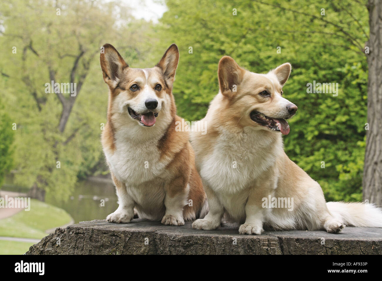 Corgis dogs hi-res stock photography and images - Alamy