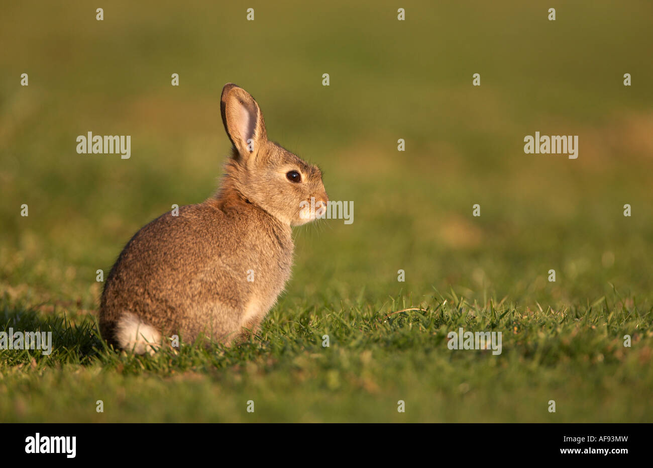 European Rabbit (Oryctolagus cuniculus Stock Photo - Alamy