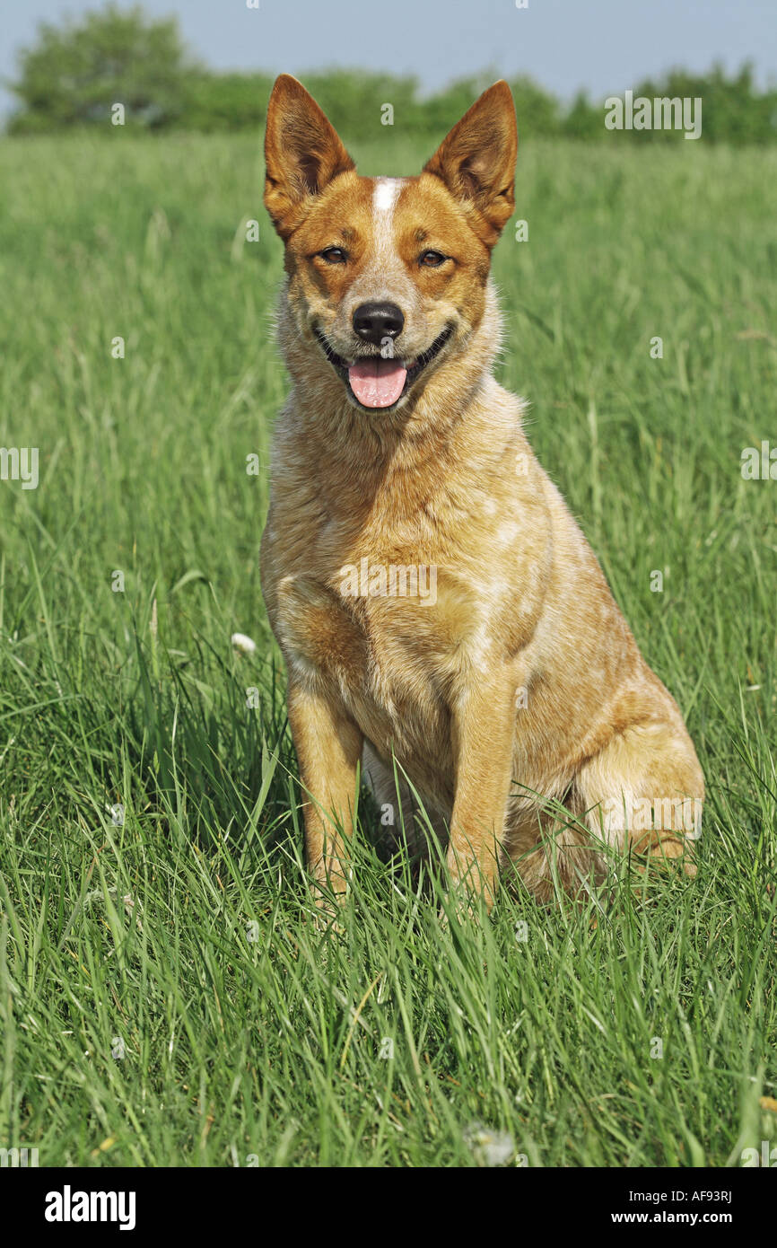 Cattle dog sitting hi-res stock photography and images - Alamy