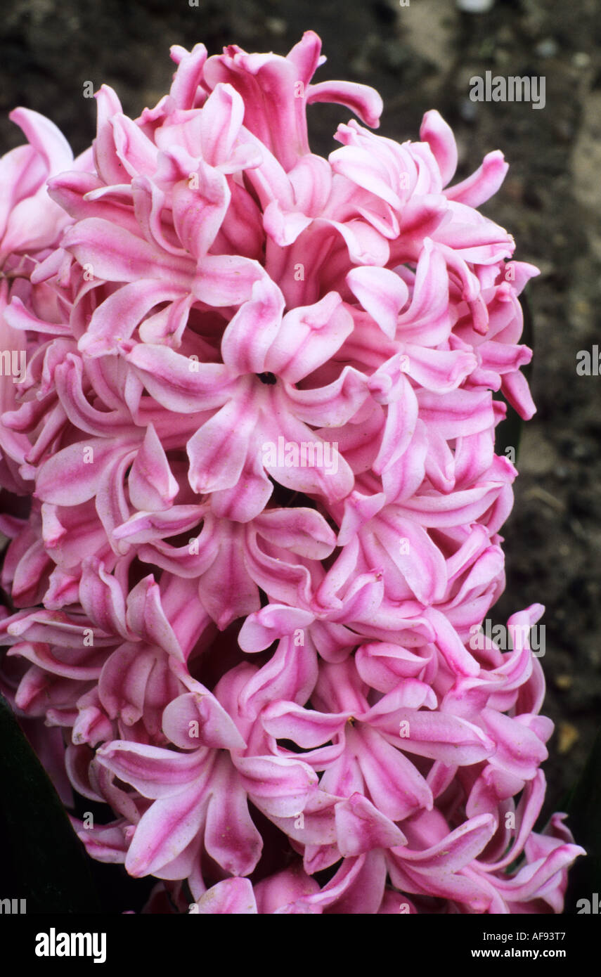 Hyacinthus orientalis 'jan bos’ hi-res stock photography and images - Alamy