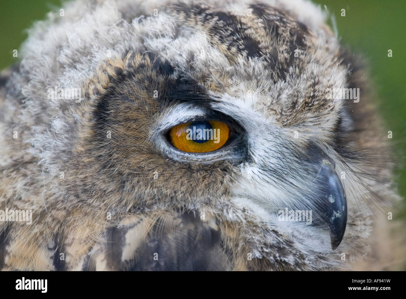 Tawny owl eyes head hi-res stock photography and images - Alamy