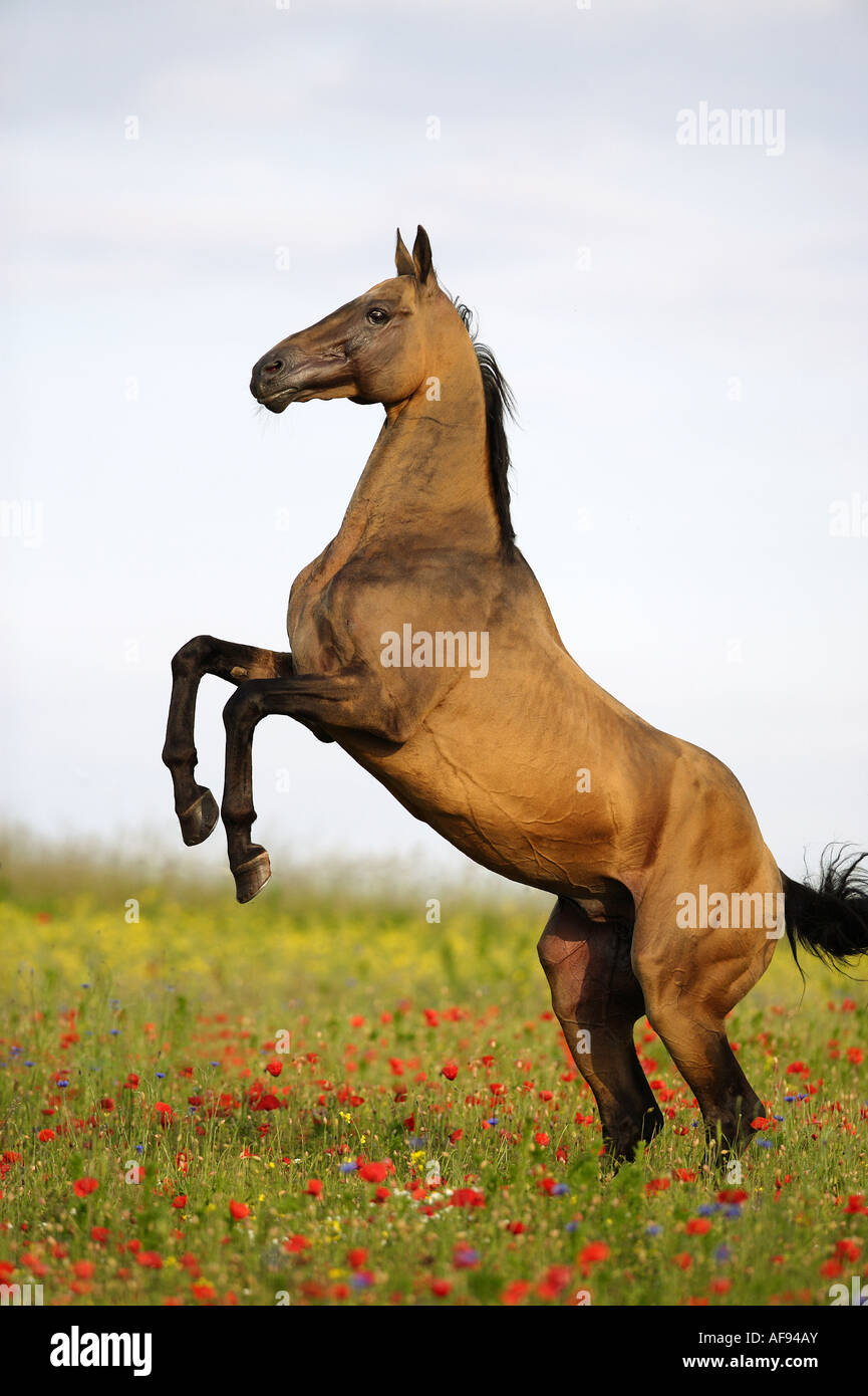 Akhal teke horse hi-res stock photography and images - Alamy