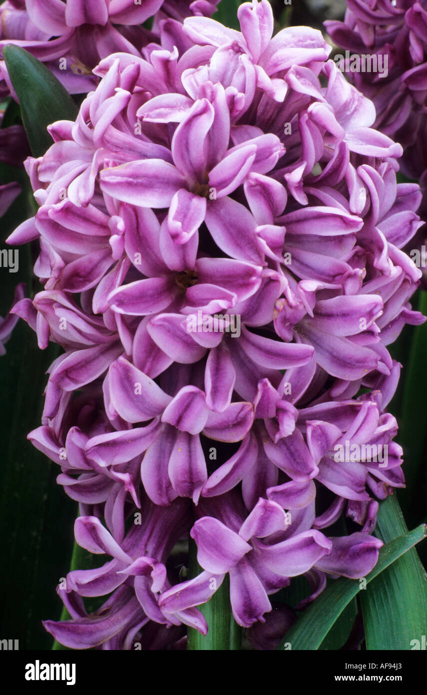 Hyacinthus orientalis Splendid Cornelia Stock Photo - Alamy