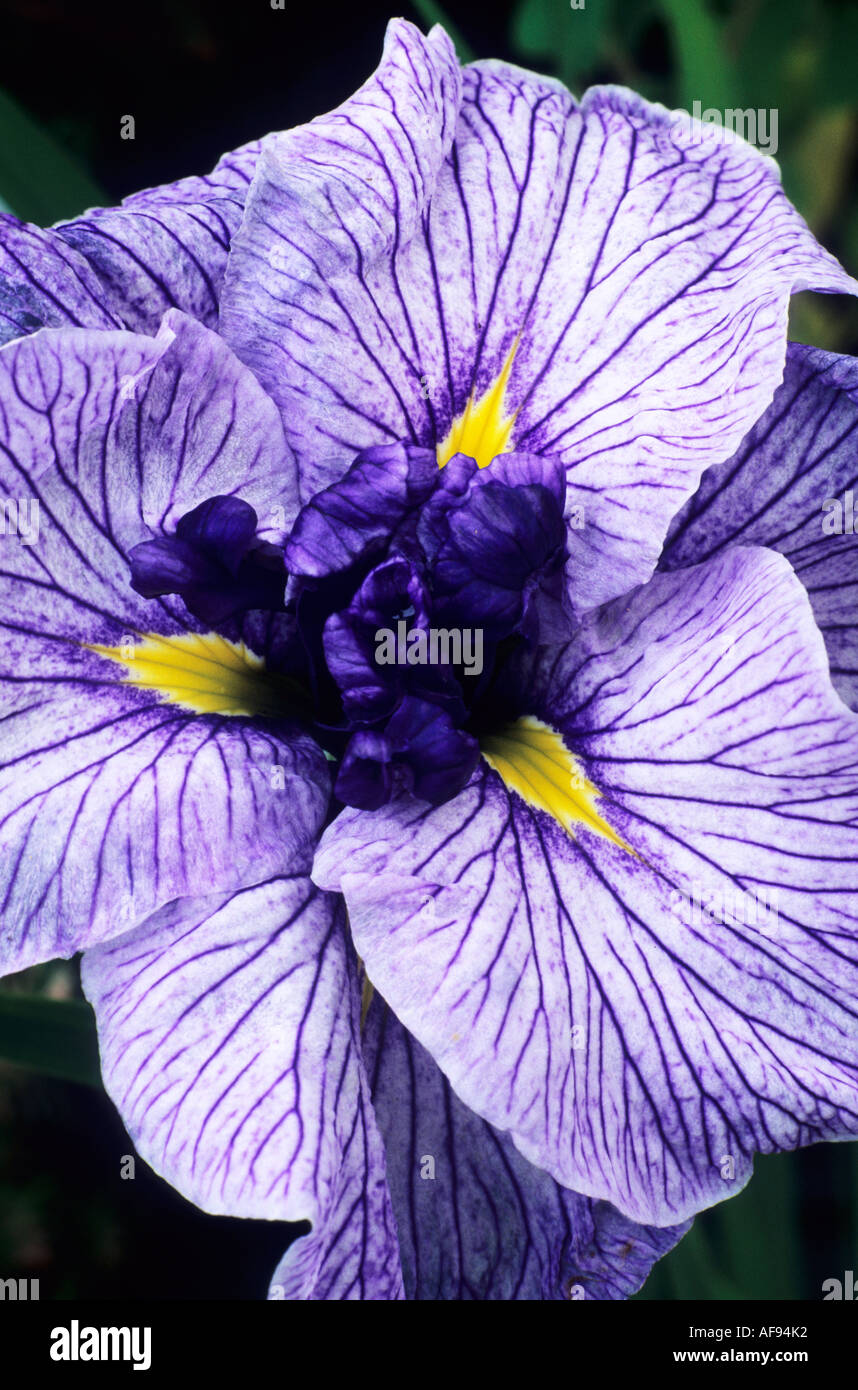Dimity hi-res stock photography and images - Alamy