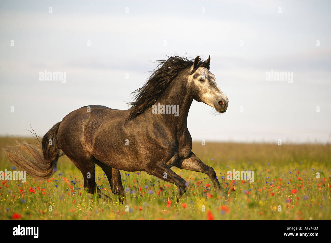 Andalusian horse - running on meadow Stock Photo - Alamy