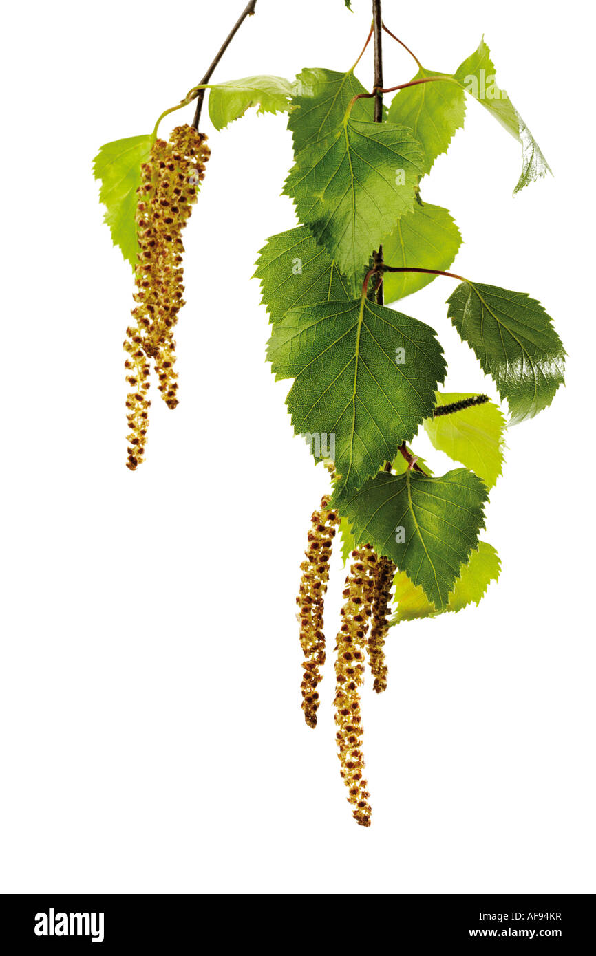 Birch tree leaf Cut Out Stock Images & Pictures - Alamy