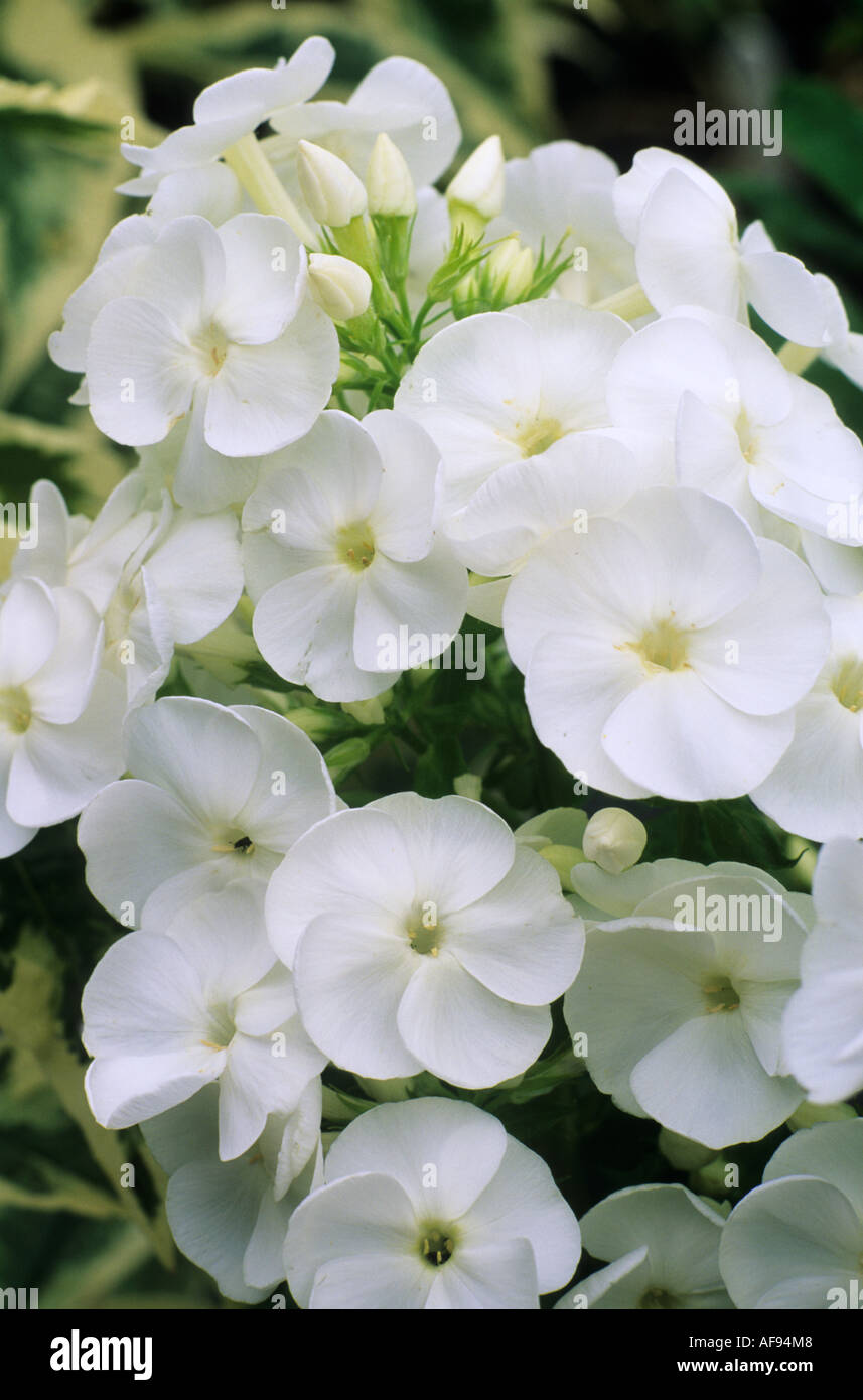 Phlox paniculata Danielle Stock Photo - Alamy