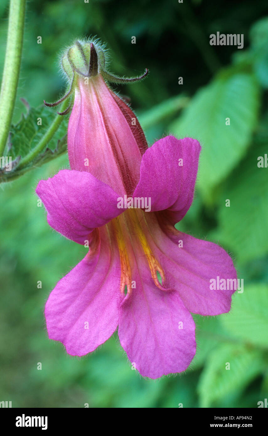 Chinese foxglove hi-res stock photography and images - Alamy