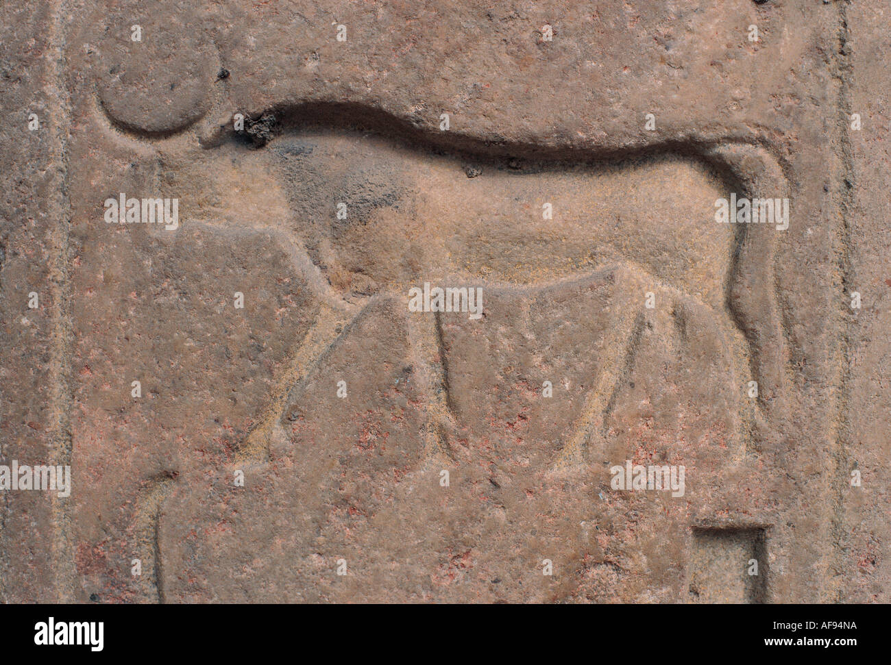 Egyptian art cow hi-res stock photography and images - Alamy