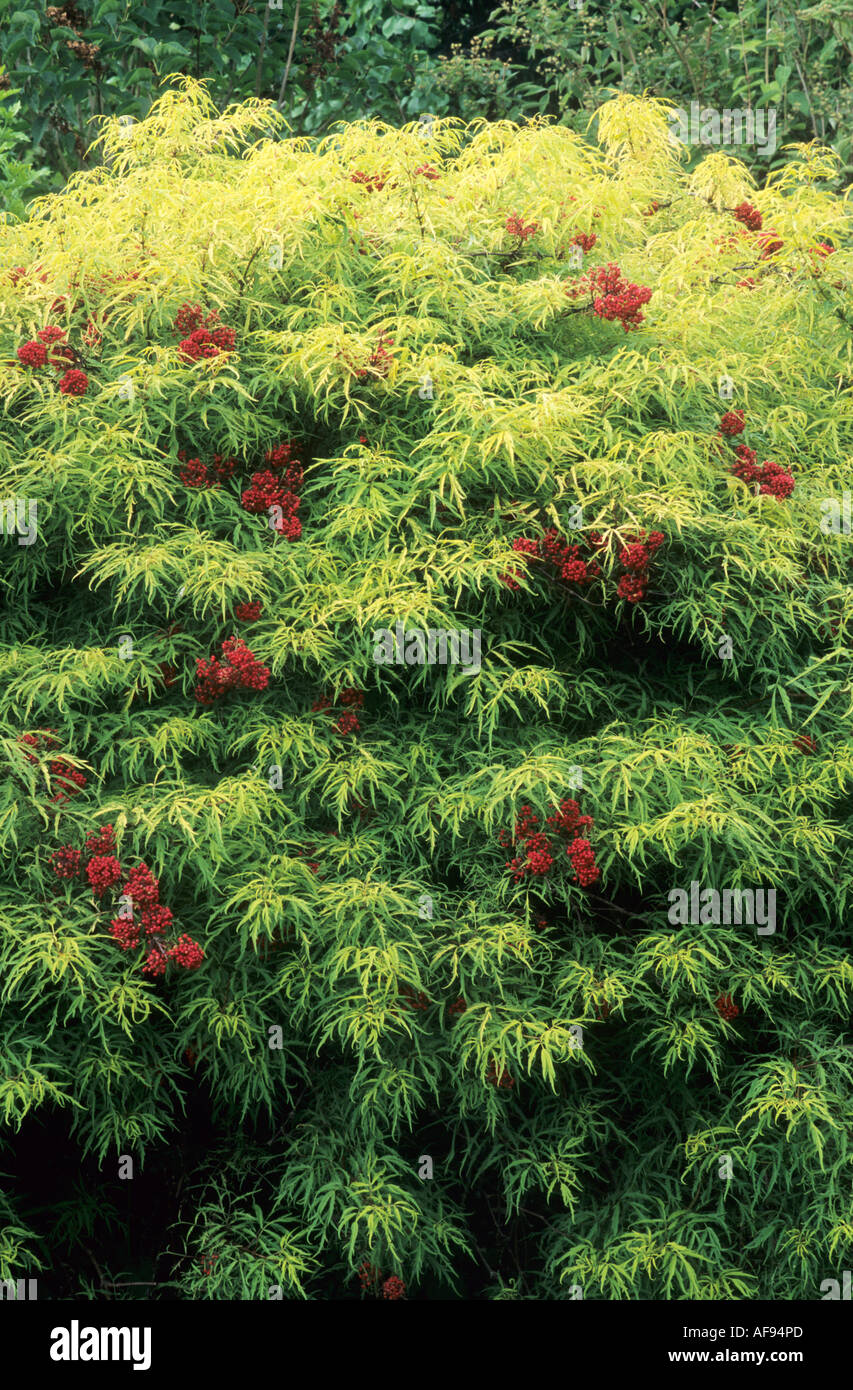 Goldenlocks hi-res stock photography and images - Alamy