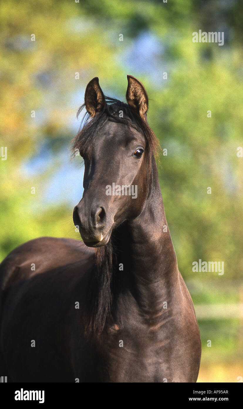 Arabian horse - portrait Stock Photo - Alamy