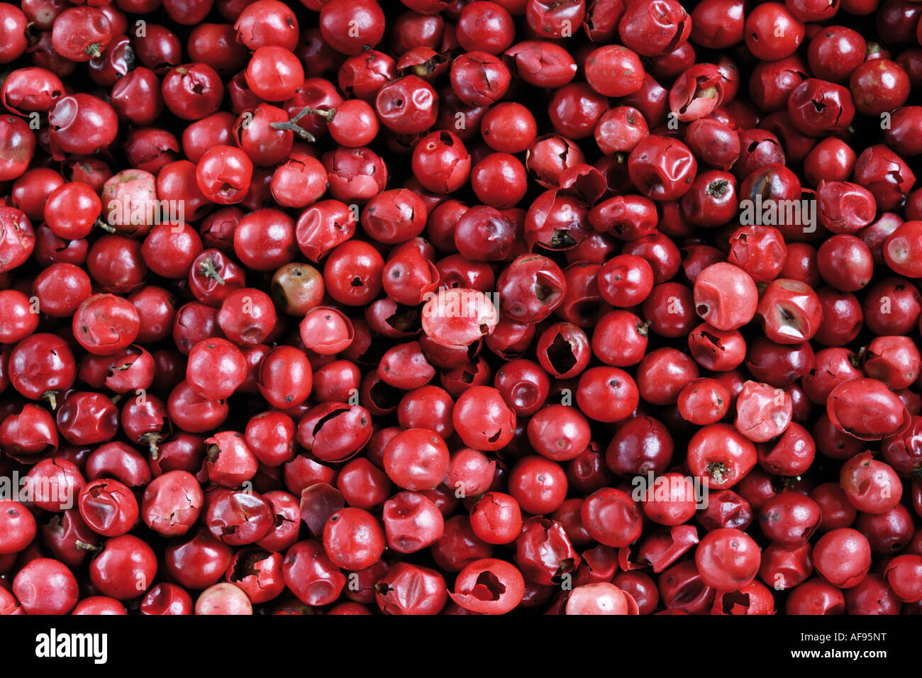 Red pepper berries, close-up Stock Photo - Alamy