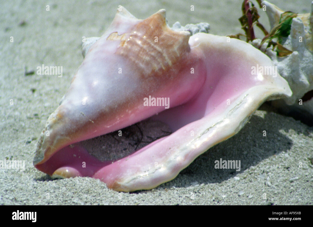 BELIZE CENTRAL AMERICA August A lovely pink large Queen conch shell ...