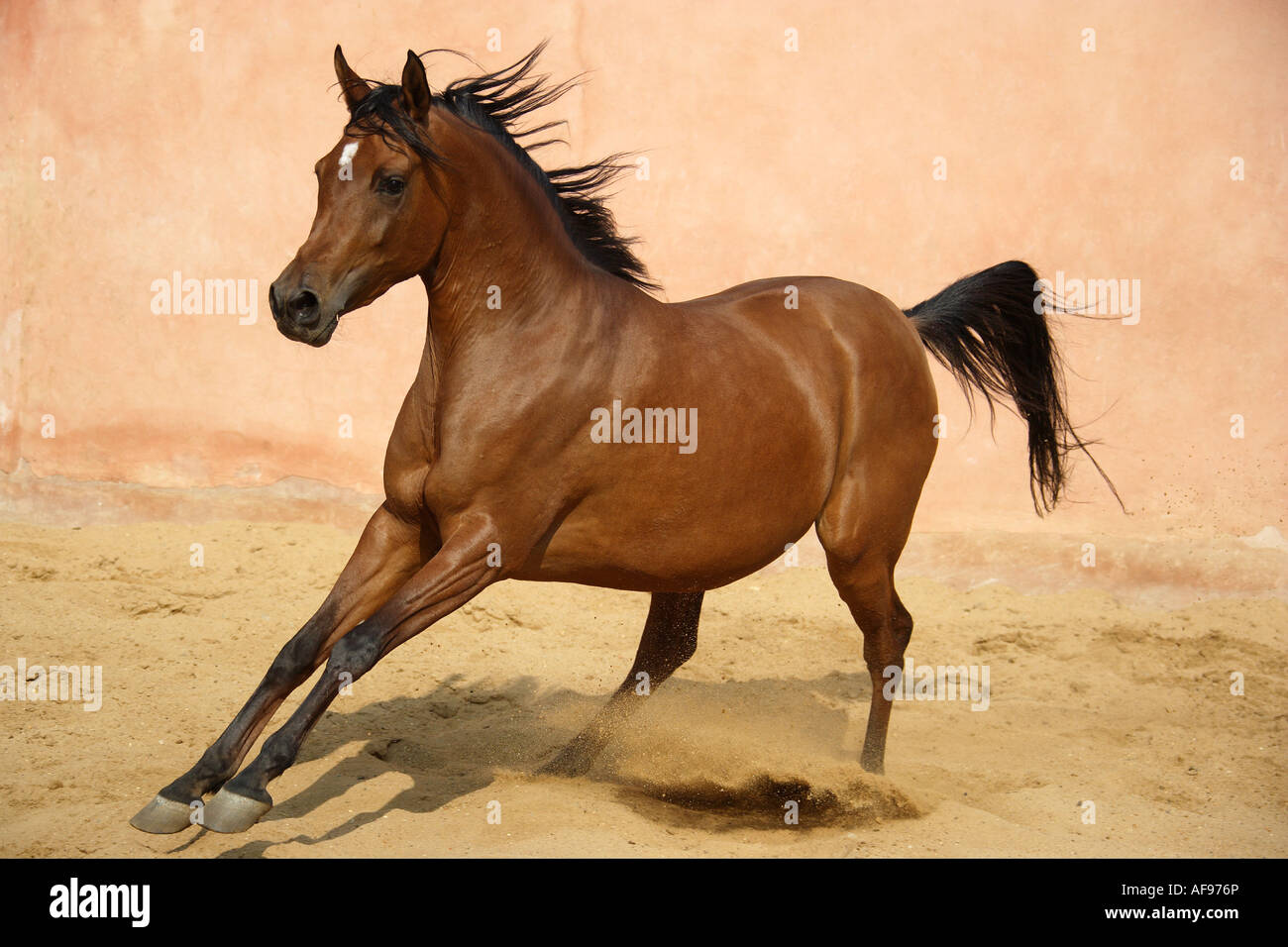 Arabian horse - galloping in sand Stock Photo - Alamy