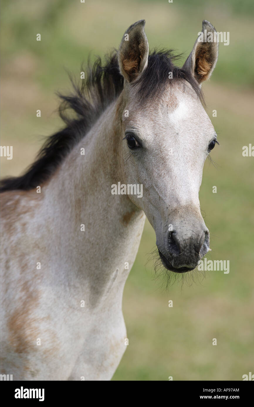 Arabian horse - foal - portrait Stock Photo - Alamy