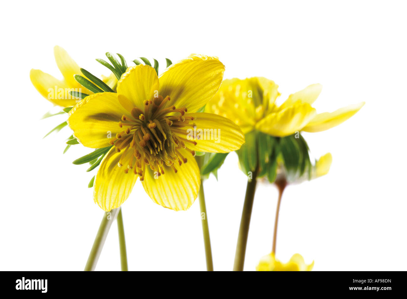 Eranthis hyemalis, close-up Stock Photo - Alamy