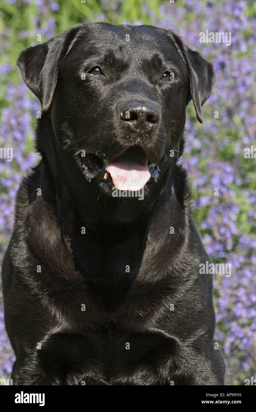Labrador Retriever - portrait Stock Photo - Alamy