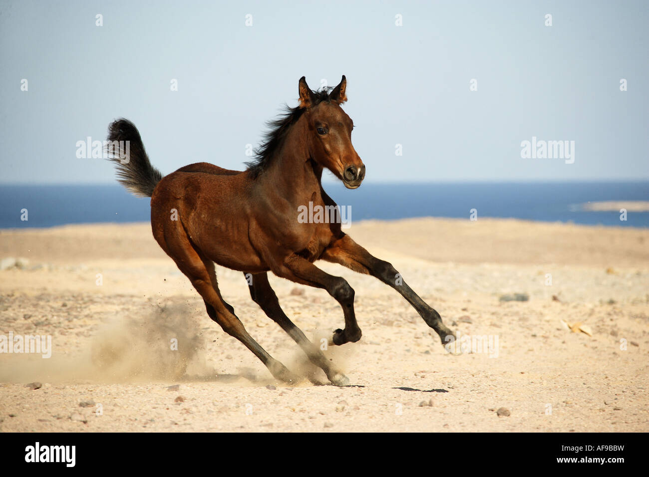 Arabian horse - foal galloping in sand Stock Photo - Alamy