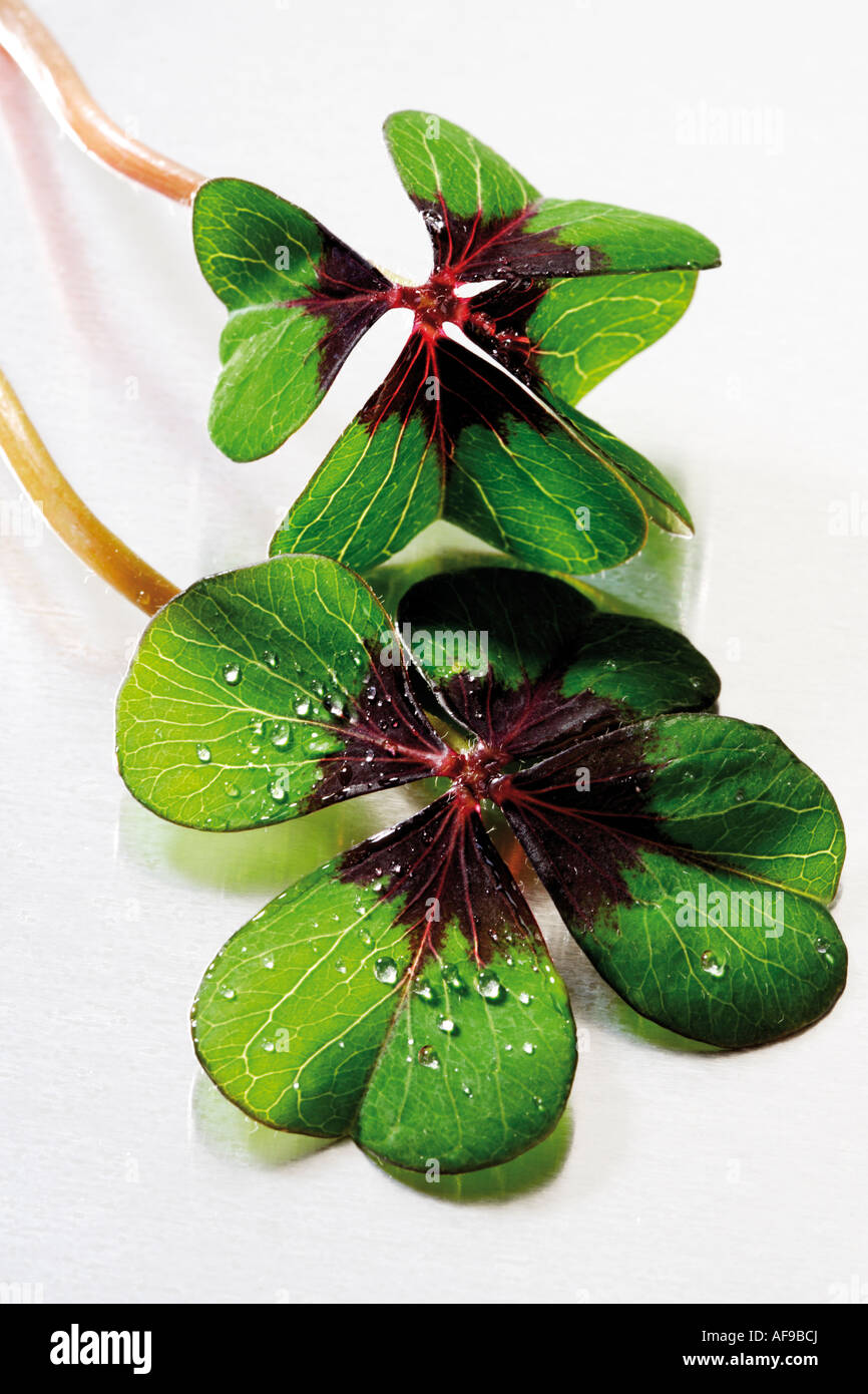 Four leaf clover cutout hi-res stock photography and images - Alamy
